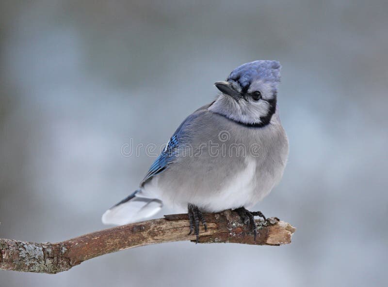 Gaio azul imagem de stock. Imagem de casca, filial, nave - 64503017