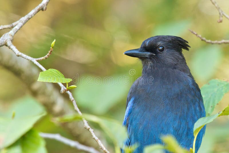 Gaio azul estelar 1 foto de stock. Imagem de filial, asas - 33289458