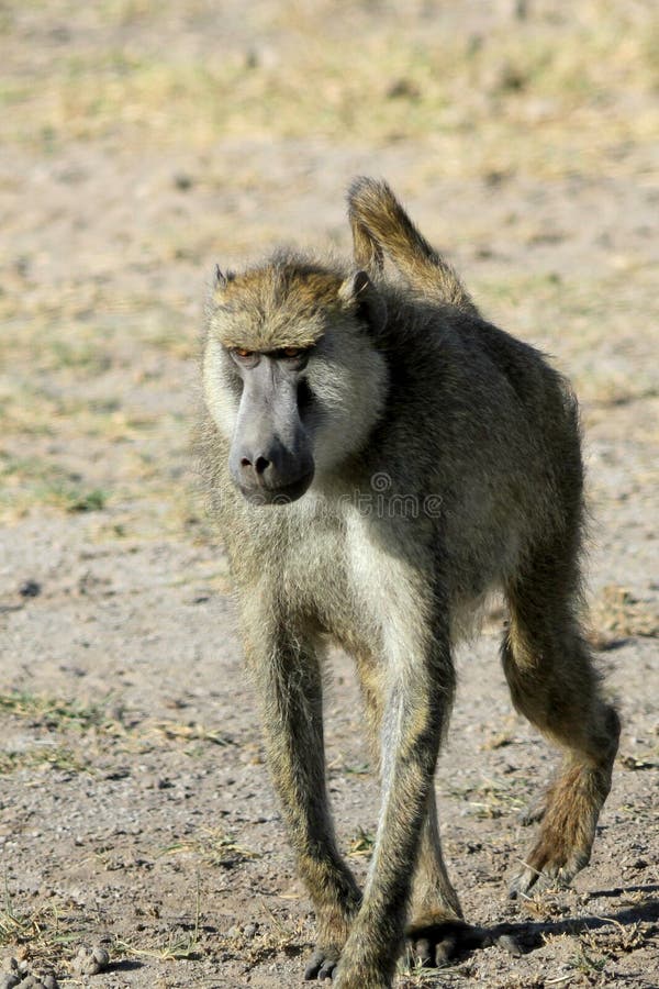 Gait of a baboon stock image. Image of walks, africa - 87305073