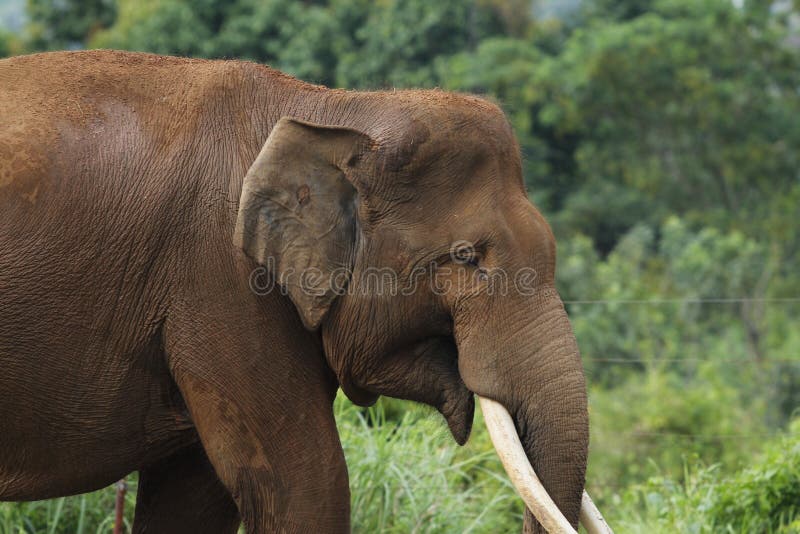 Gajah Sumatera stock image. Image of gajah, wildlife - 243453709