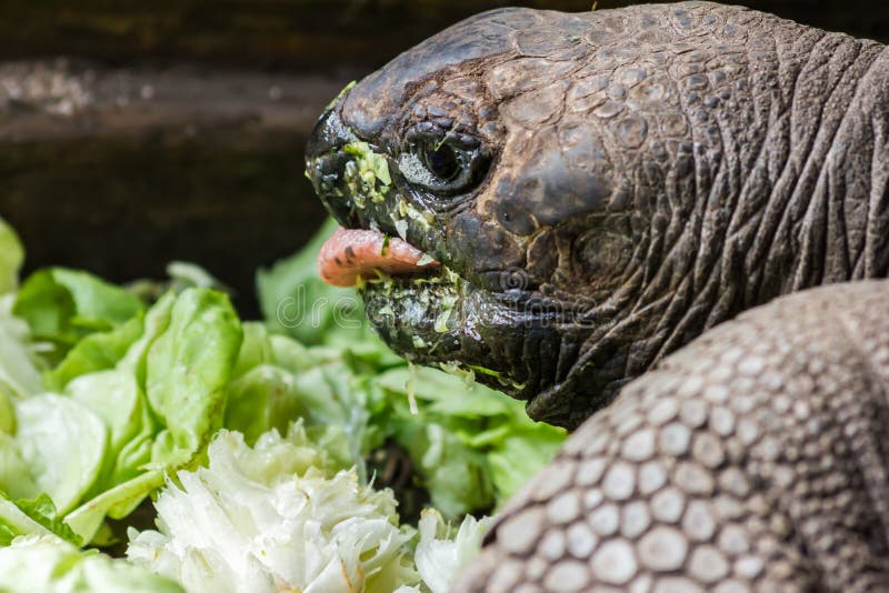 525 Giant Galapagos Tortoise Eating Photos - Free & Royalty-Free Stock ...