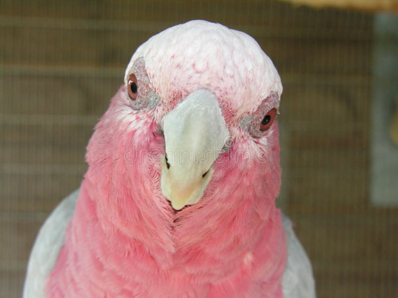 Galah stock image. Image of face, parrot, pink, portrait - 205929