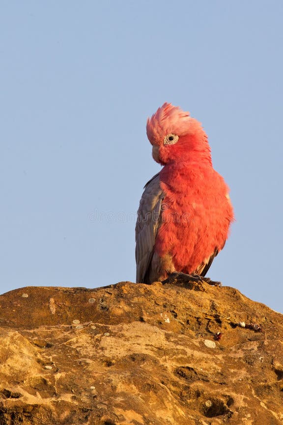 Galah stock photo. Image of western, national, pinnacle - 22384796