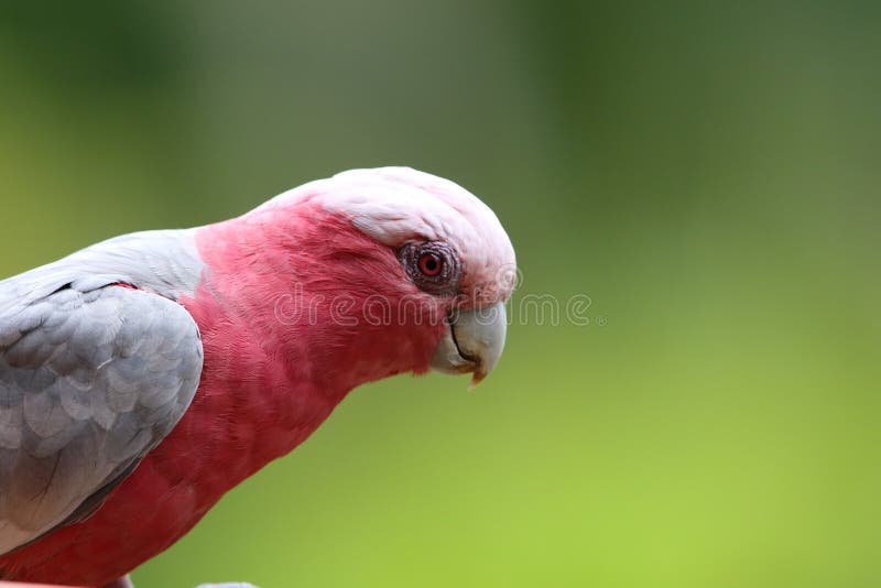 Galah стоковое фото. изображение насчитывающей - 63215156