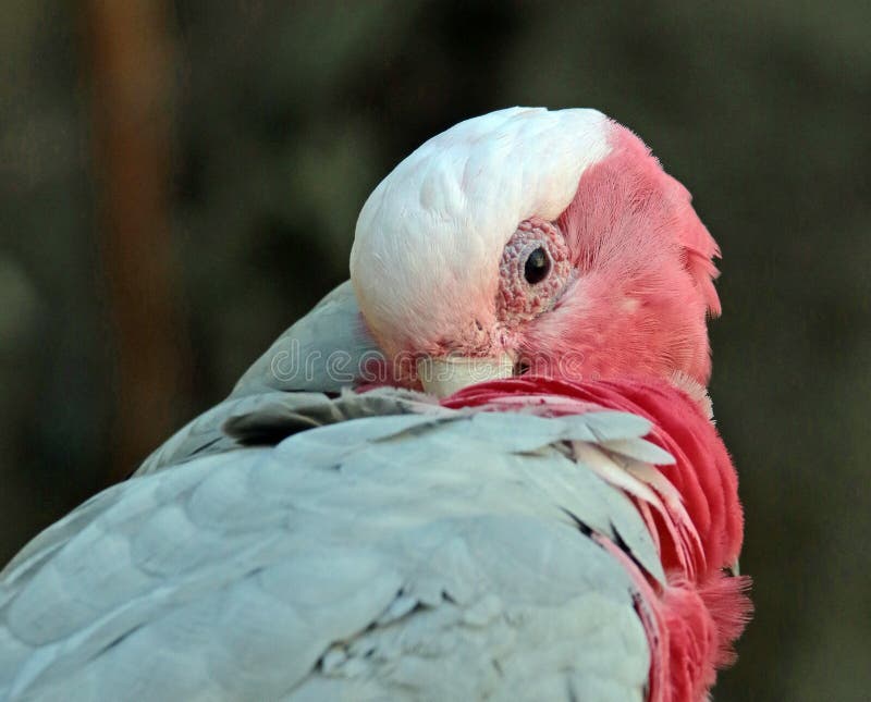 Galah foto de archivo. Imagen de australiano, cierre - 70763196