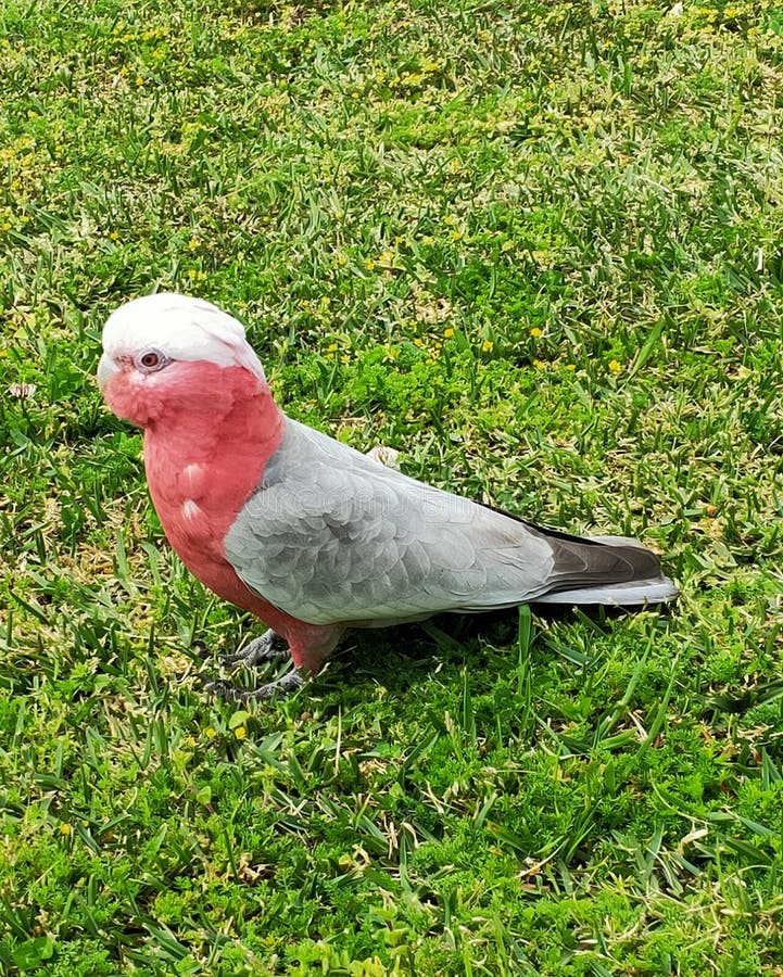 The Galah stock photo. Image of parakeet, macaw, chicken - 266799290