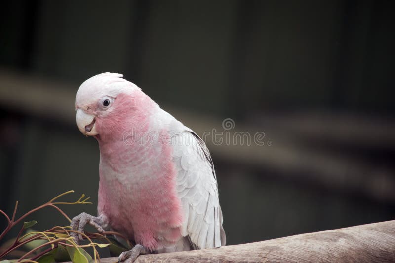 The Galah is Eating Leaves from a Gum Tree Stock Image - Image of ...