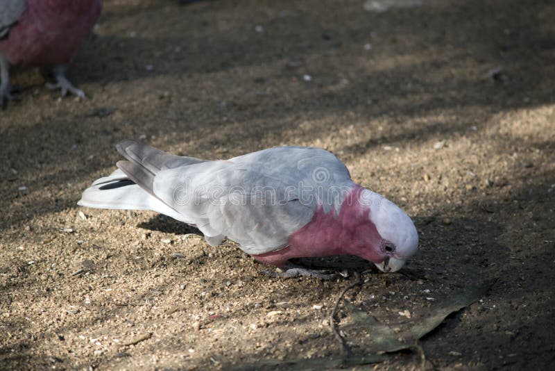 The Galah is Eating Seeds and Berries that Have Dropped on the Ground ...