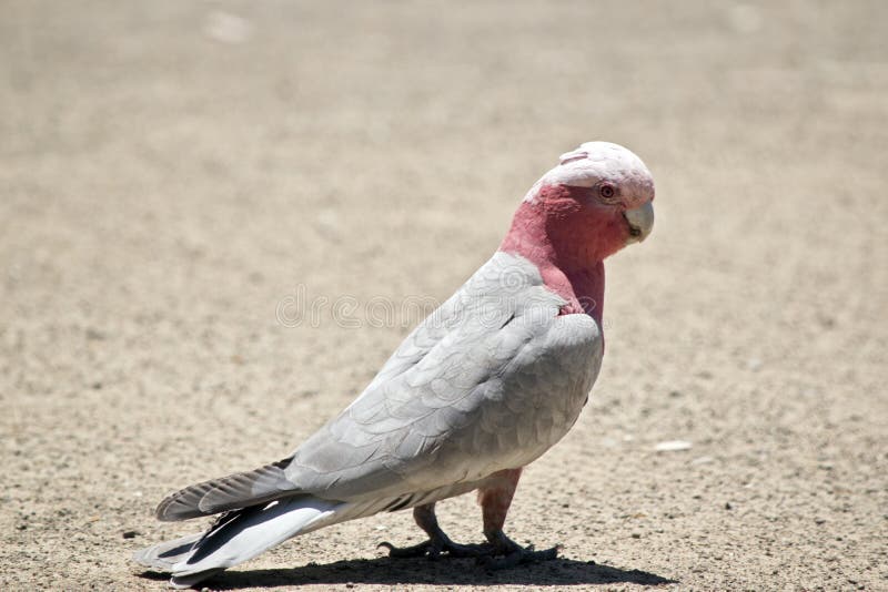 A galah eating stock photo. Image of bird, australia - 108021860