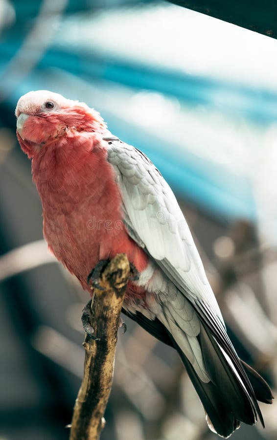 Galah Eolophus Roseicapilla Also Known As The Pink And Grey Cockatoo Stock Image Image Of