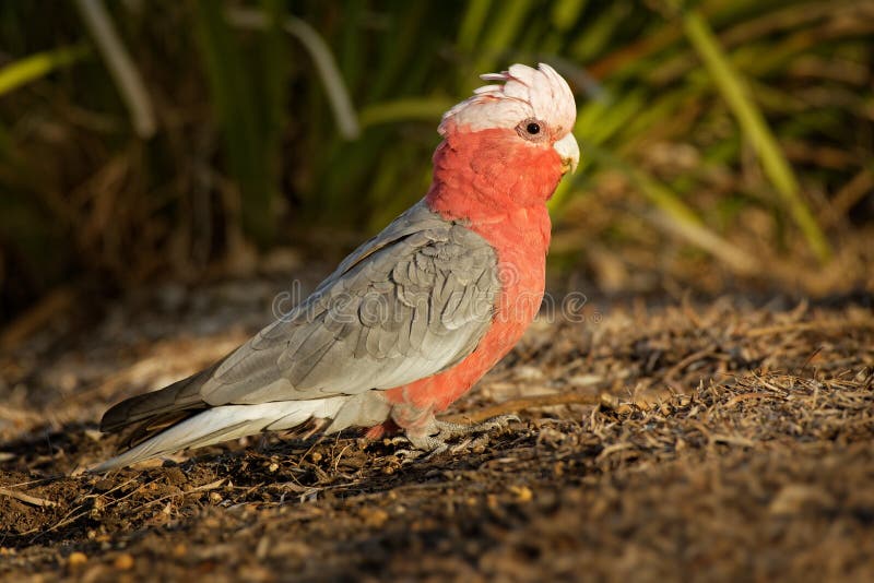 Galah Eolophus Roseicapilla Known As The Rose Breasted Cockatoo Galah Cockatoo Pink And