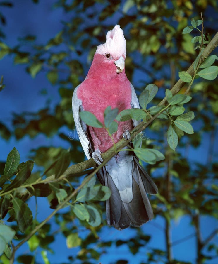 A Gala Eolophus Roseicapilla, Também Conhecida Como Cockatoo Rosa ...