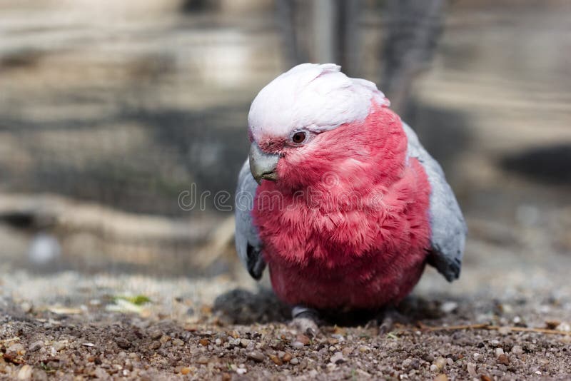 Galah-Kakadu, Ein Gebürtiger Australischer Vogel Stockbild - Bild von ...