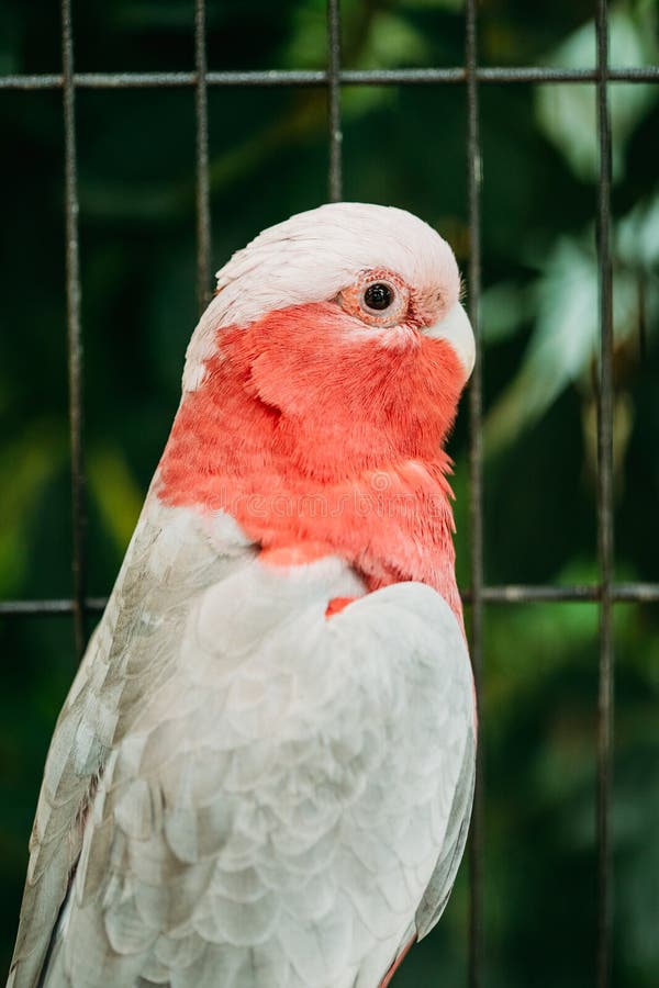 Galah Oder Eolophus Roseicapilla, Alias Der Rosen--breastedkakadu, Der ...