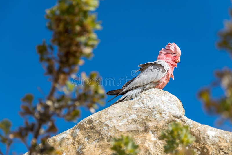 Galah parrot at zoo stock image. Image of parrot, perch - 74037269