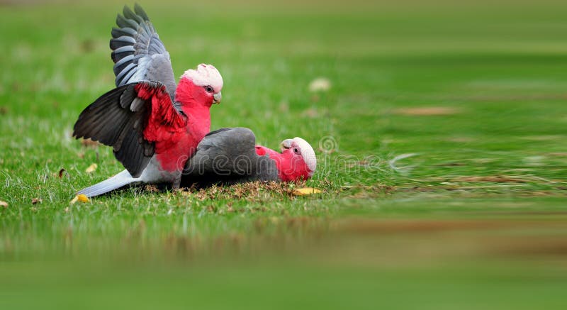 Galah stock photo. Image of decorative, background, galah - 96003322
