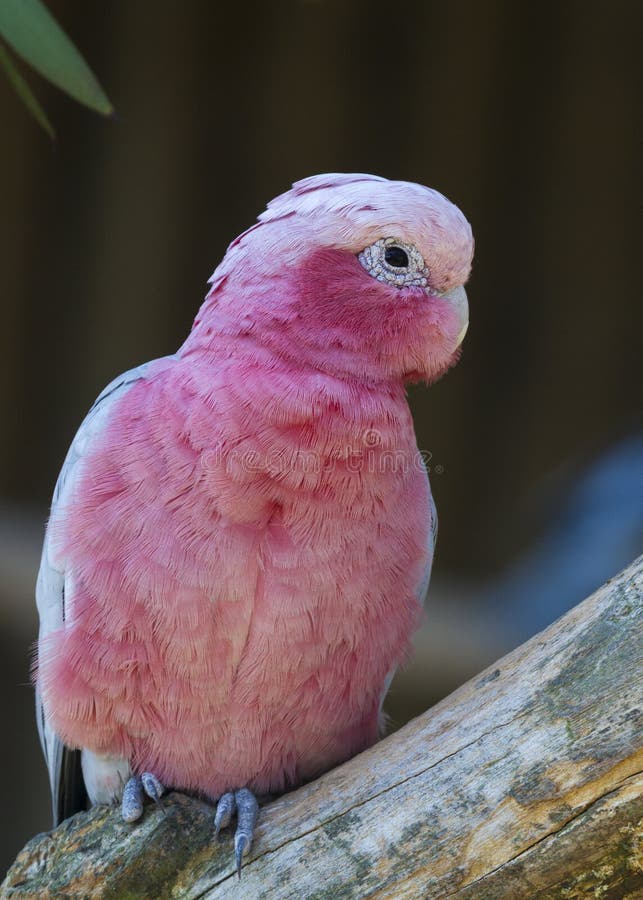 Galah, Rose-Breasted Cockatoo (Eolophus Roseicapilla) Stock Photo ...