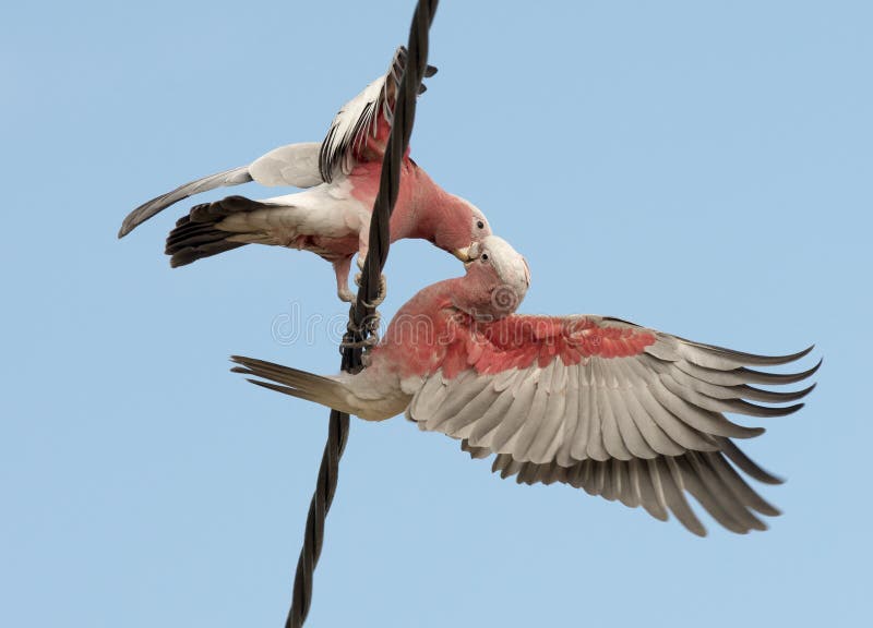 Galahs stock image. Image of bird, parakeet, wildlife - 47945243