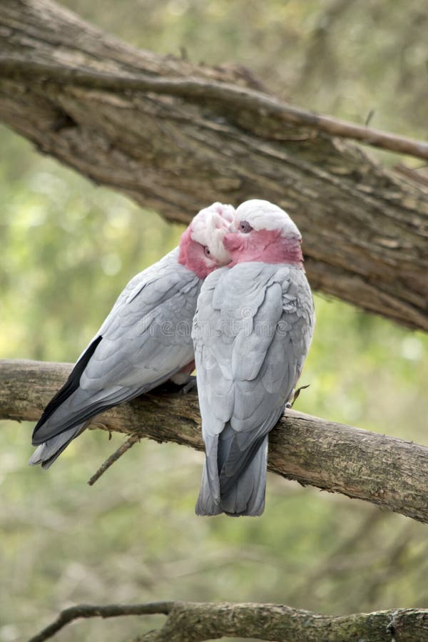 The Galahs are Preening Each Other Stock Image - Image of beak ...