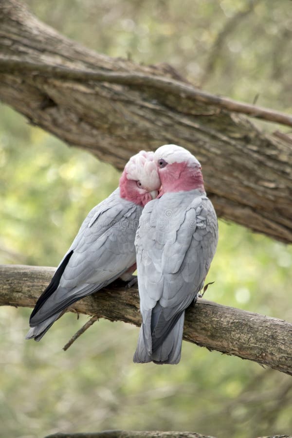The Galahs are Preening Each Other Stock Image - Image of australian ...