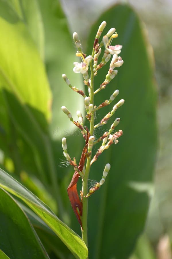 Galanga flower stock photo. Image of blossom, fresh, natural - 72636292