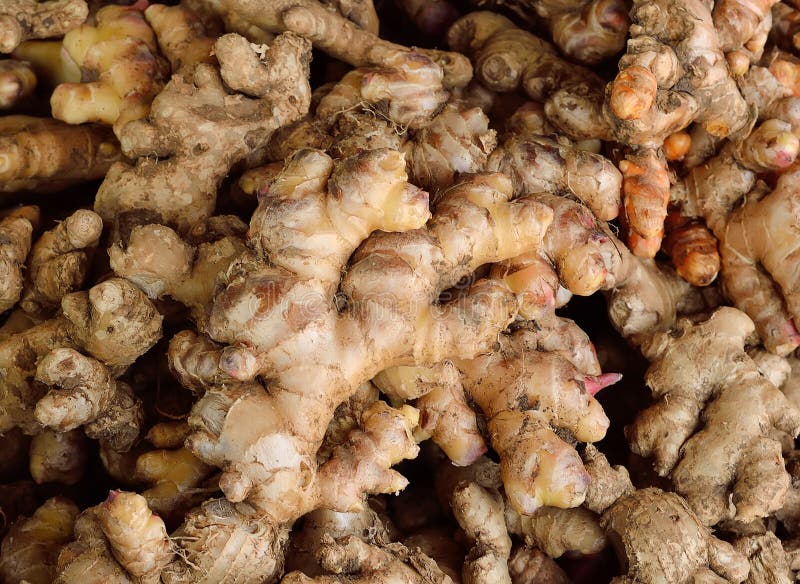 Galanga root stock image. Image of vegetable, smell, medicine - 54524545