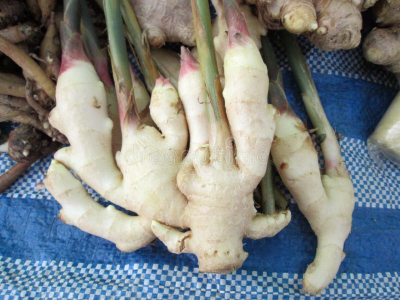 Mate Macro 2 stock photo. Image of mate, green, gourd - 18110382