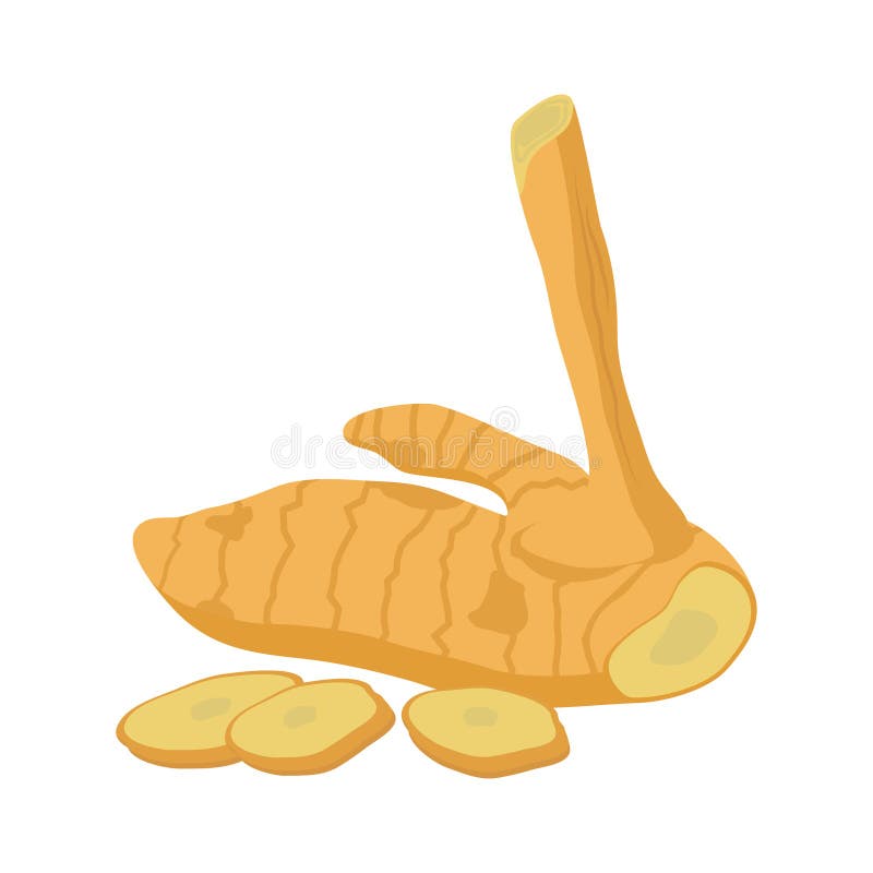 Illustration of Galangal, Essential Nutrient for Life. Stock Vector ...