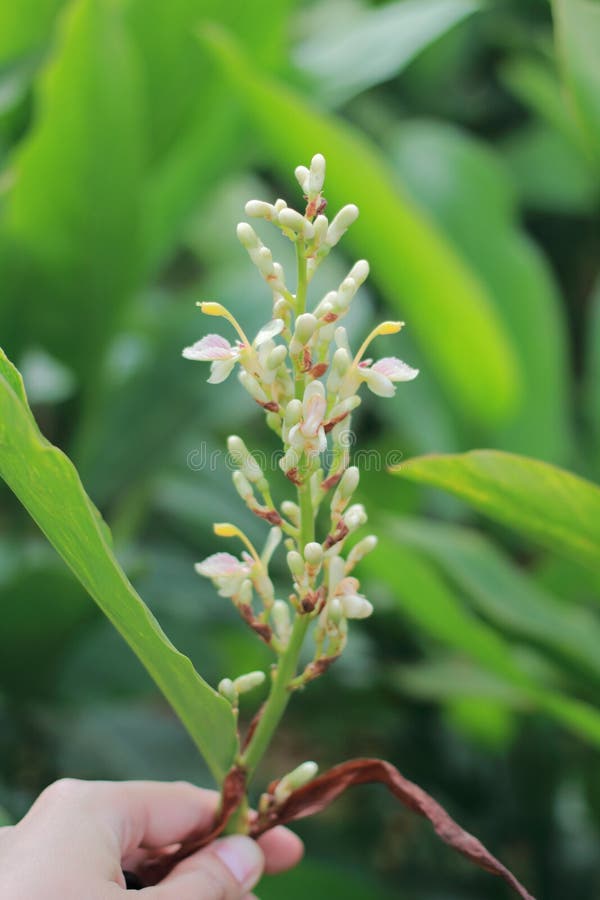 Galangal flower stock image. Image of flower, beautiful - 68525725