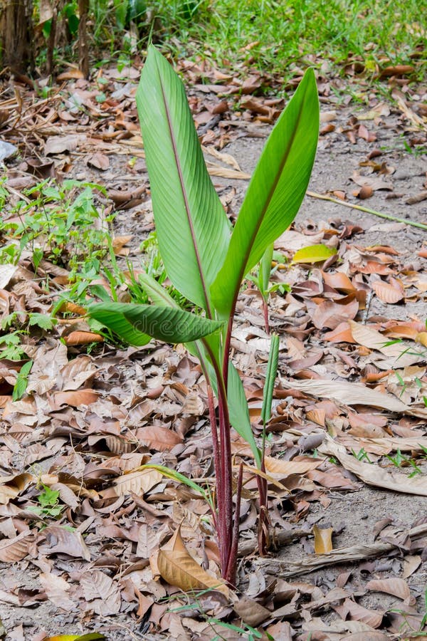 Galangal plant stock photo. Image of nature, rhizome - 39149270