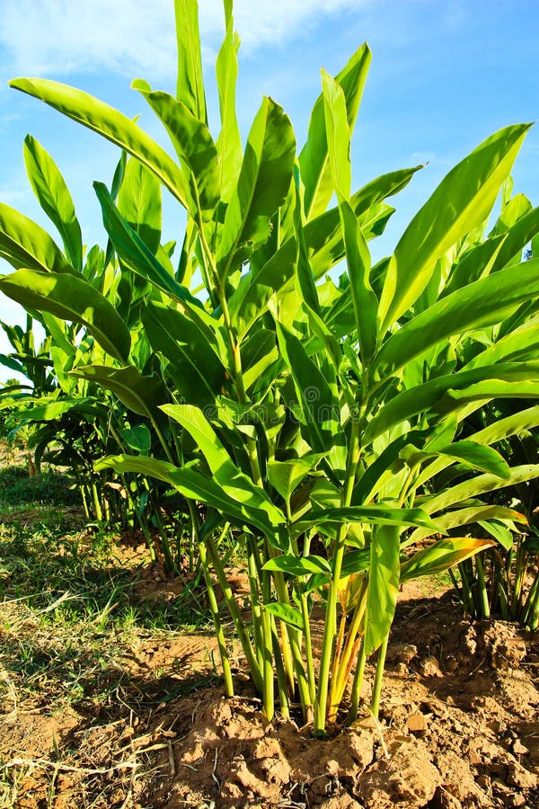 246 Galangal Plants Stock Photos - Free & Royalty-Free Stock Photos ...