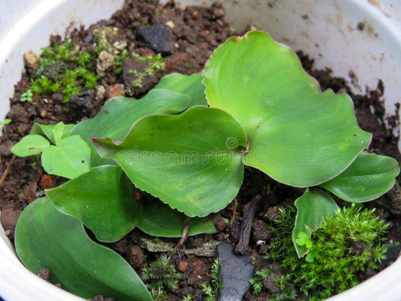 Galangal Plants Planted in Plastic Pots. Stock Photo - Image of spice ...
