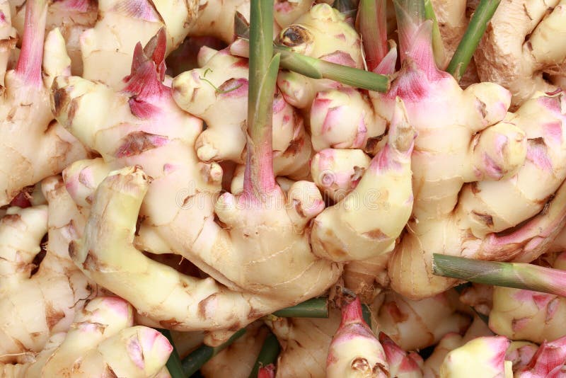 Galangal textured stock photo. Image of vegetables, agriculture - 26231202