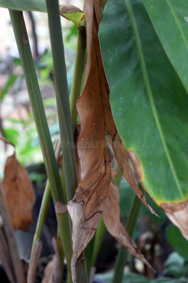 The Galangal Tree Grows with Delicious Green Leaves but Some are Dry ...