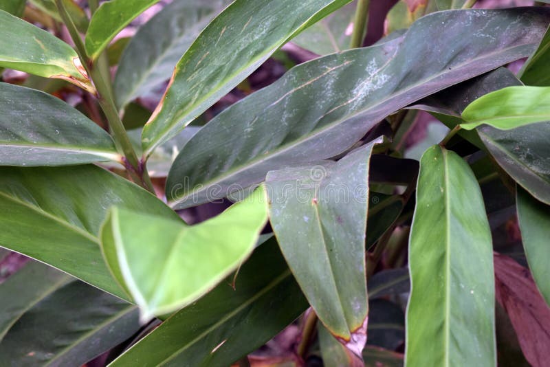 The Galangal Tree Grows with Delicious Green Leaves but Some are Dry ...