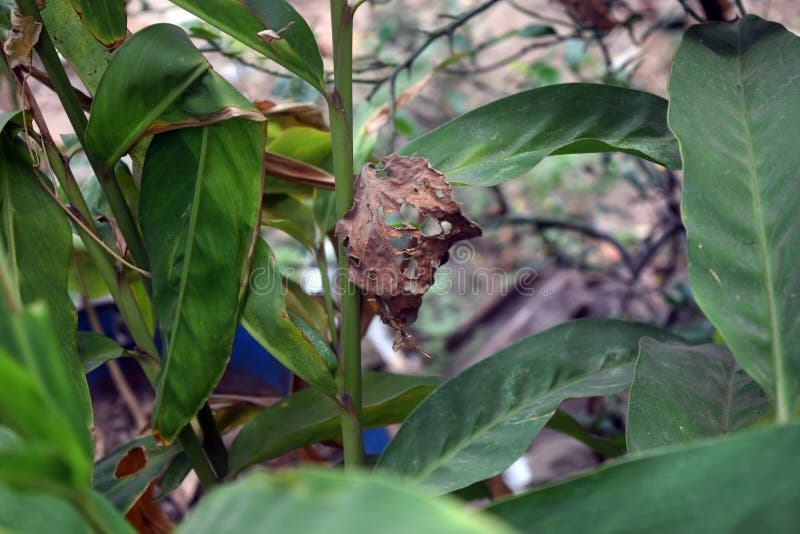 The Galangal Tree Grows with Delicious Green Leaves but Some are Dry ...