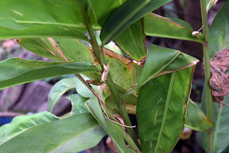 The Galangal Tree Grows with Delicious Green Leaves but Some are Dry ...