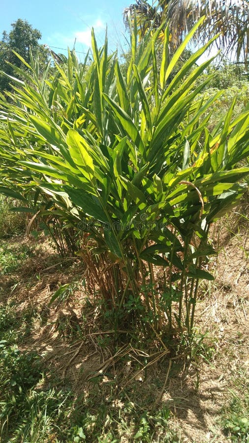 Galangal Trees with the Grass Stock Photo - Image of evergreen, garden ...