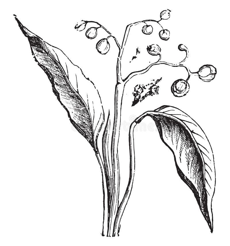 Galangal, Vintage Engraving Stock Vector - Illustration of artwork ...