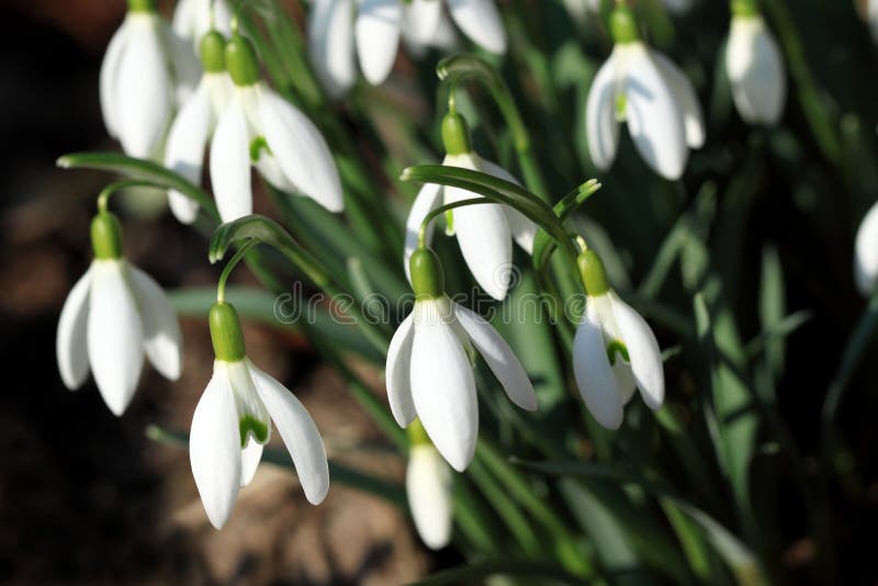 Galanthus flowers stock image. Image of detail, growth - 51601979