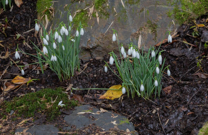 Flowers Lyn Stock Photos - Free & Royalty-Free Stock Photos from Dreamstime