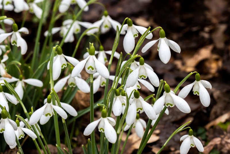 Galanthus Magnet stock image. Image of fresh, outdoor - 234030093