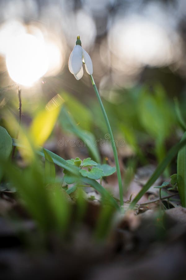 Galanthus Nivalis, the Snowdrop or Common Snowdrop Stock Image - Image ...