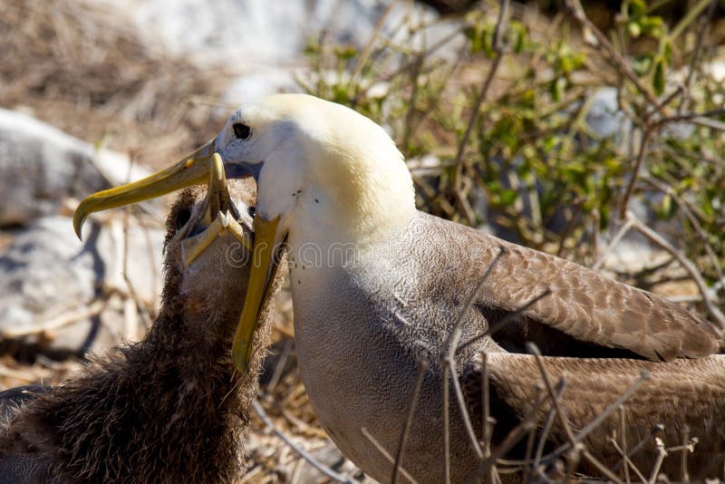 Galapagos Albatross Feeding Chick Stock Photo - Image of galapagos ...