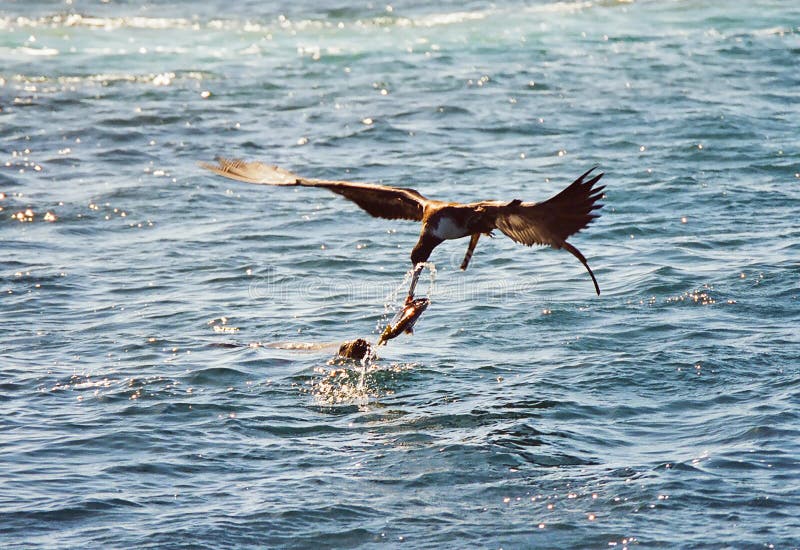 Quarrel Over Ocean Rock Stock Photos - Free & Royalty-Free Stock Photos ...
