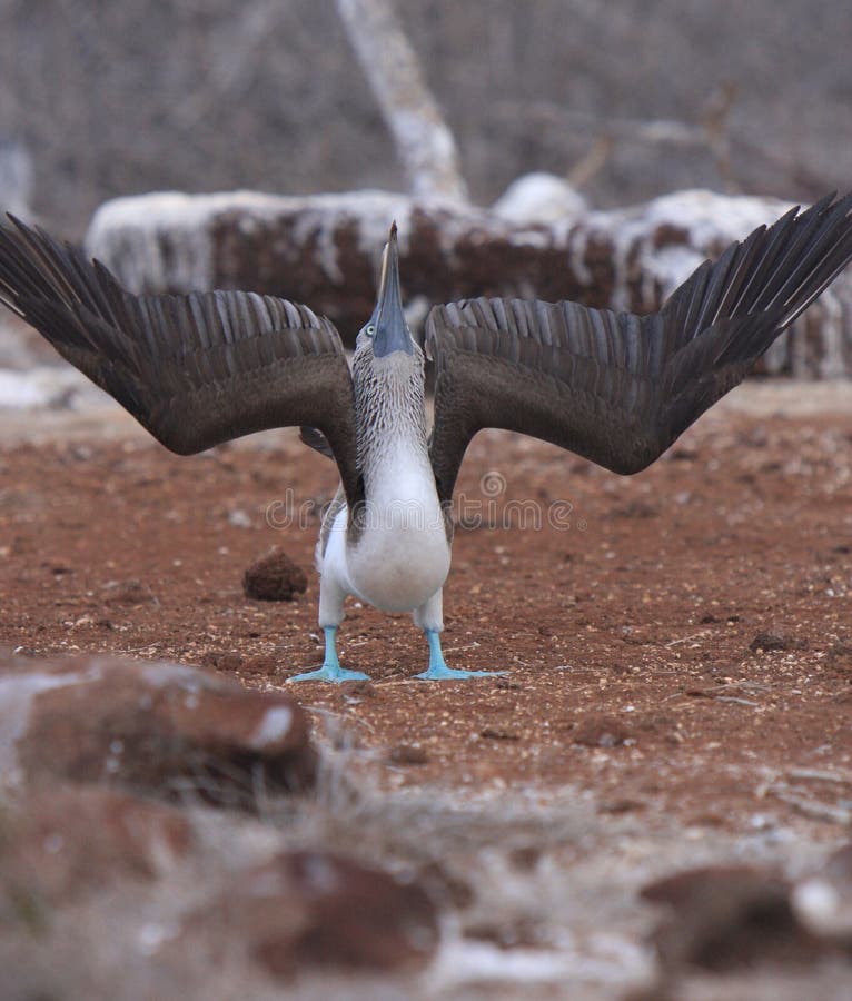 Big Blue Feet stock photo. Image of guano, blue, galapagos - 12265018