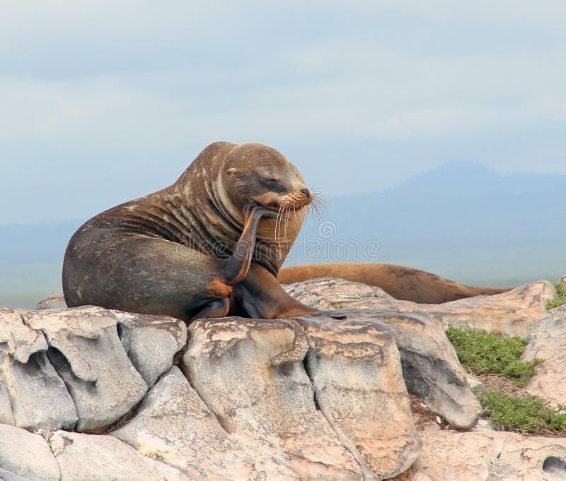 Lew Morski Galapagos 834340 Zdjęcie Stock - Obraz złożonej z ssak ...