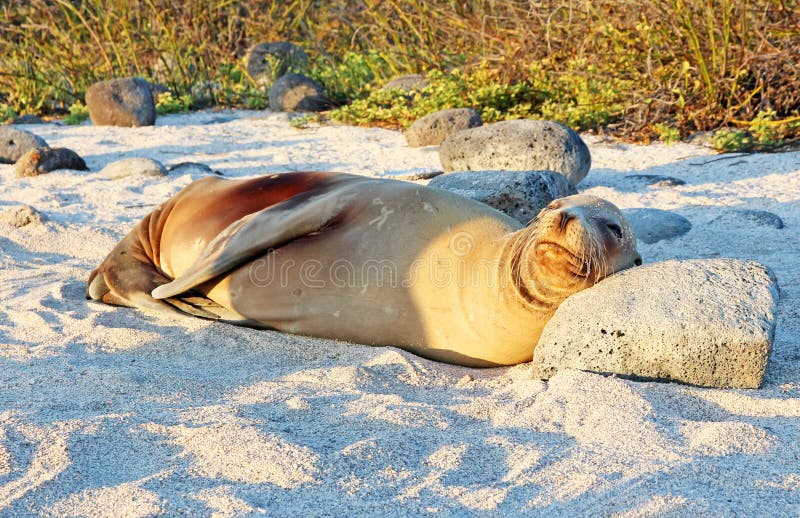 Lew Morski Galapagos 834340 Zdjęcie Stock - Obraz złożonej z ssak ...