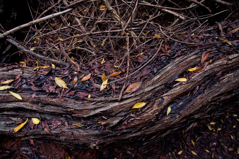 Galapagos forest stock photo. Image of park, pinnacle - 51409022