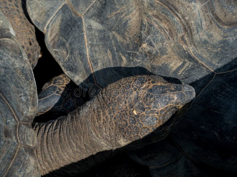 Galapagos Giant Tortoise , Close Up Stock Image - Image of conservation ...